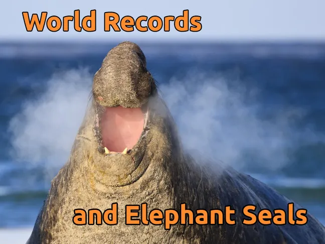 World Records and Elephant Seals